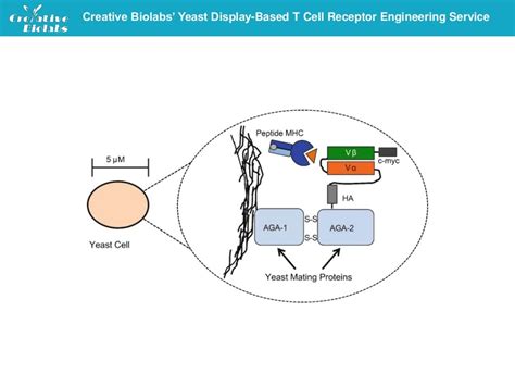 Yeast Display Technology Creative Biolabs