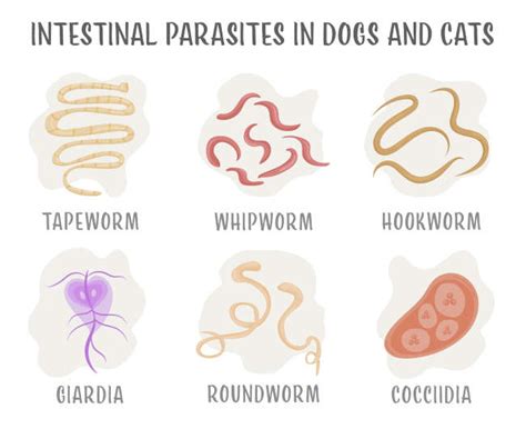 What Parasite Causes Vomiting In Cats At Claire Hawes Blog