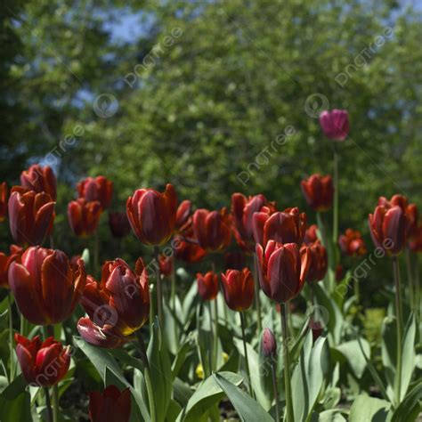 Tulip Garden Arrangement Background Images Hd Pictures And Wallpaper