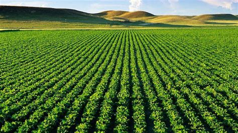 20 от активното население е било заето в селското стопанство Новини бг