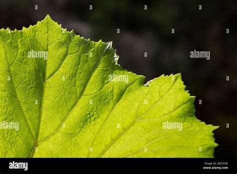 Vibrant Green Macro Leaf Structure Organic Pattern Background Close Up Of Giant Leaf With