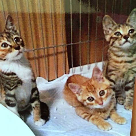 庭に現れた妊娠中の野良猫を見て「放っておけない」→3カ月後、再び現れた親子を保護 迎えた2匹の姉妹猫が紡いだ笑顔の11年