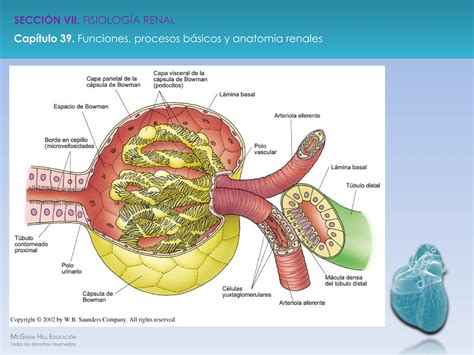 Anatomia Renalppt Anatomía Renal Anatomia Ppt