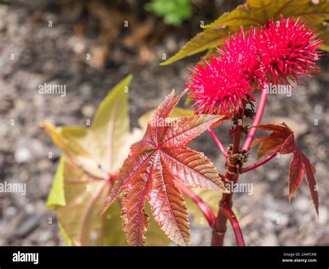 Rizinus Hi Res Stock Photography And Images Alamy