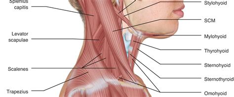 Palpation Cervical Spine Head Learn Muscles