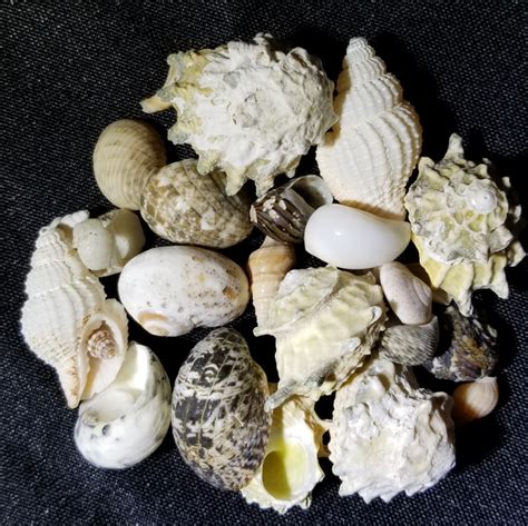 Tank Cleaners Empty Hermit Shells Reef Cleaners