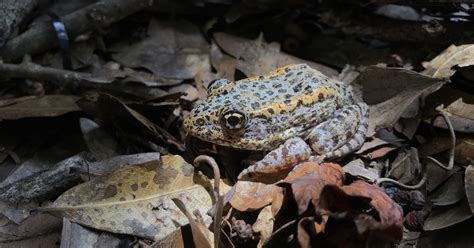 Gopher Frog Lithobates Capito Us Fish And Wildlife Service