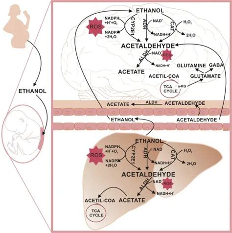 Ethanol Metabolism Steps Factors Enzymes Importance Biology