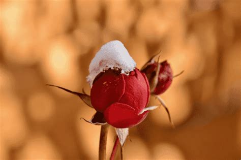 Cropping An Image Using Opencv Learnopencv