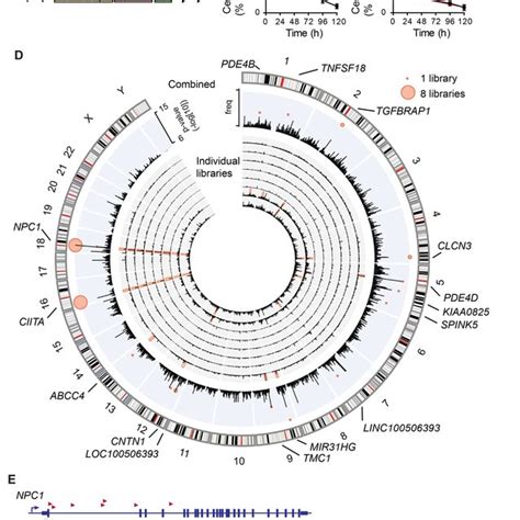 Transposon Mediated Activation Tagging Generates Mutant Cells Resistant Download Scientific