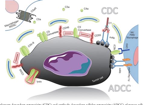 Figure 1 From The Dual Role Of Complement In Cancer And Its Implication
