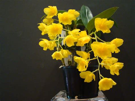 Dendrobium Griffithianum Orquídeas Cultivo Sudeste Asiático