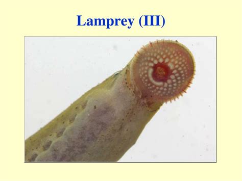 Ppt The Phylum Chordata Powerpoint Presentation Free Download Id