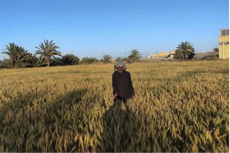 Harvesting Hope Reversing Desertification Through Conservation
