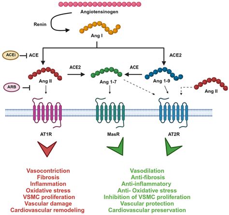 The Reninangiotensin System Enzymatic Cascade Ang I Is Cleaved By