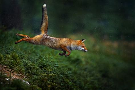 점프 자연 서식지에서 오렌지 모피 코트 동물 녹색 숲 서식지에 여우 레드 폭스 점프 Vulpes 독수리 유럽에서 야생 동물 장면