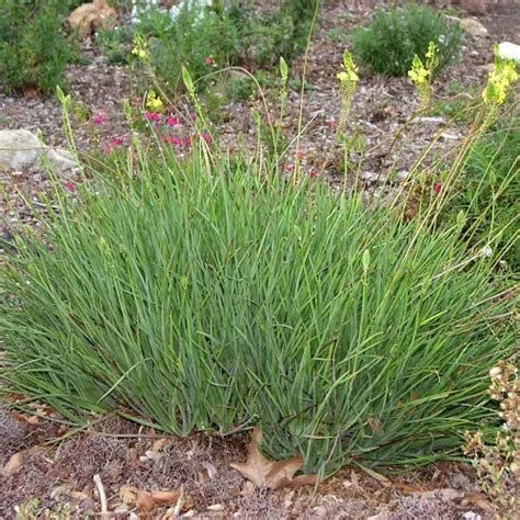 8 Popular Succulents That Look Like Grass Succulent Garden Web