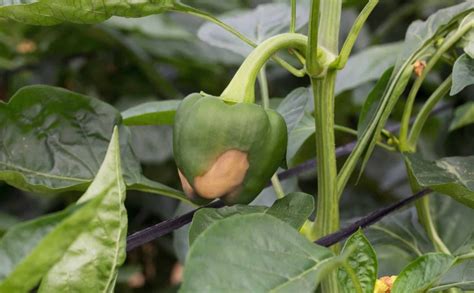 Calcium Deficiency In Plants