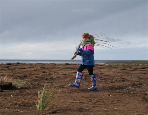 Tussac Grass Falklands Conservation