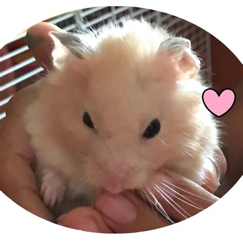 Bella Simpson Youtube