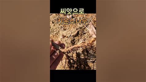 곡있는 소나무캐다가 좋은곳에 소나무 옮겨심기 Youtube
