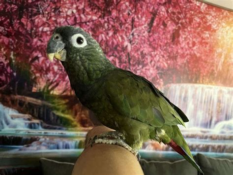 Beautiful Female Maximilian Pionus Parrot