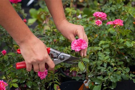 How To Prune Roses In 9 Steps Deadheading Flowers Perennials Geraniums