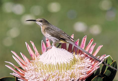 Cape Sugarbird {promerops Cafer}