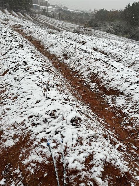 今天是小年黄梅大雪纷飞我地里新换的蓝莓苗冻的畏畏缩缩