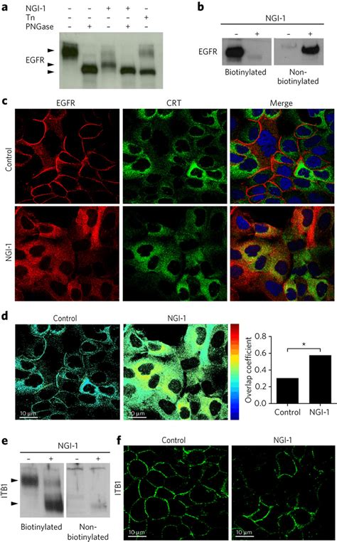 Ngi 1 Disrupts Egfr Glycosylation And Cell Surface Expression A