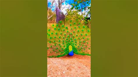 Pecock Dance 💃💃 Viral Pecock Dance Youtubeshorts Tranding Shortsfeed Youtube