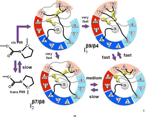 Proposed Barrel Closing Intermediates The Fast Phase Intermediate I 1