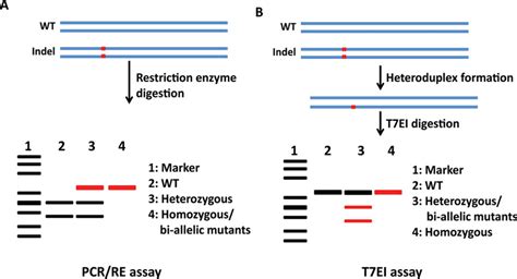 Schematic Of The Strategy To Detect Mutations A Schematic
