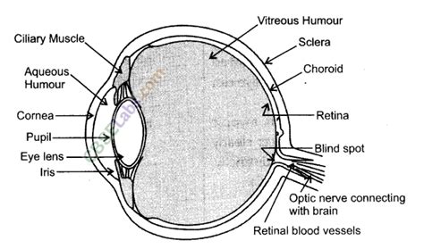 NCERT Exemplar Class 10 Science Chapter 11 Human Eye And Colourful