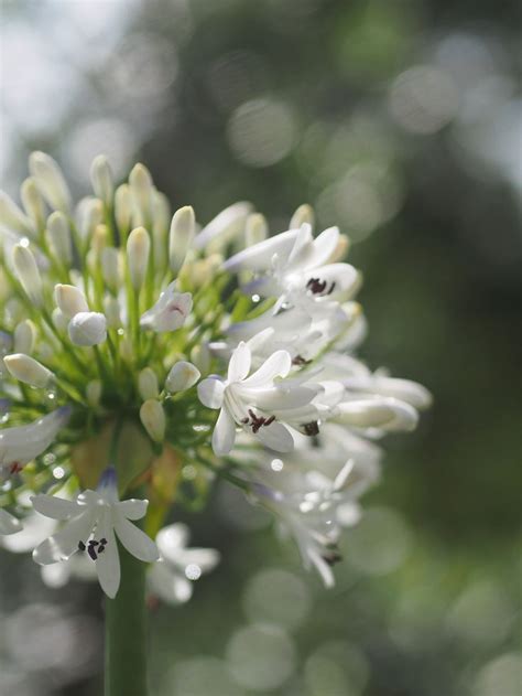 Flickr Garden Flowers Plants