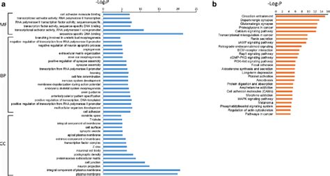 A Go Terms Enriched By Differentially Expressed Genes That Involved In