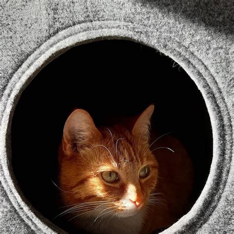 Felt Cat Cave Fits Into Ikea Expedit And Kallax Cat Cube Felt Cat Bed