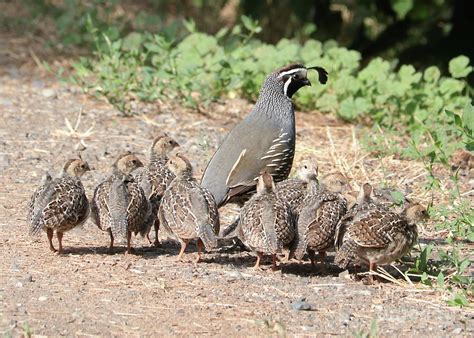 Quail Chicks