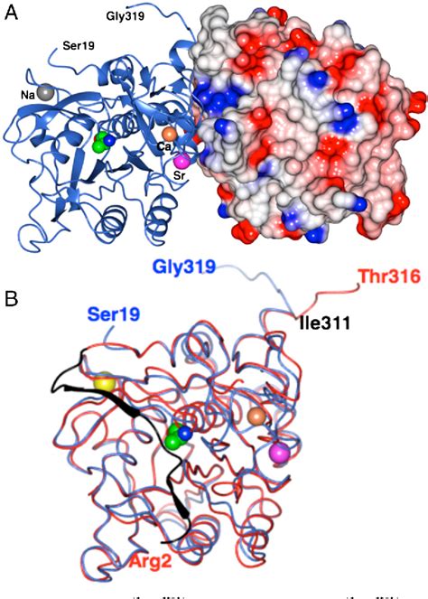 Figure 4 From Regulation Of An Intracellular Subtilisin Protease