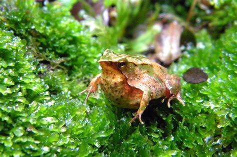 Darwins Frogs Are Close To Extinction