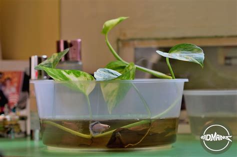 Plants For Betta Fish Bowl Selecting Suitable Fauna For Your Betta Badman S Tropical Fish