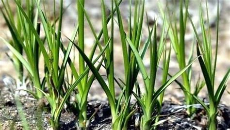 Anemarrhena asphodeloides - Alchetron, the free social encyclopedia