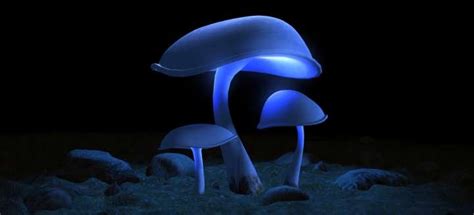 Tower Of The Archmage Dungeon Fungus