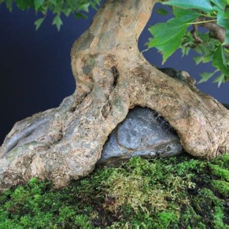 Root Over Rock Styles Swindon And District Bonsai