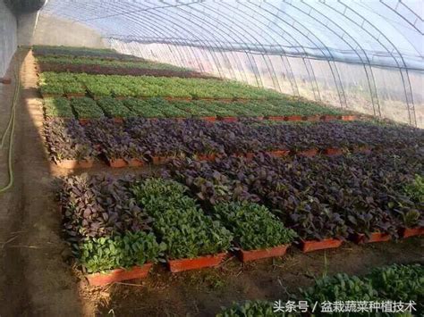 種植盆栽蔬菜創業南北方對溫室大棚的選擇有三點需要特別注意 每日頭條