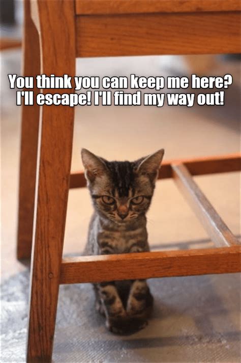 Lolcat Memes Snapchats Lolcat Smile Breakbrunch Welovecatsandkittens Thechive Caglakasap