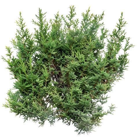 Bush Juniperus Communis Hibernica Plant Cutout Psd Premium Ai