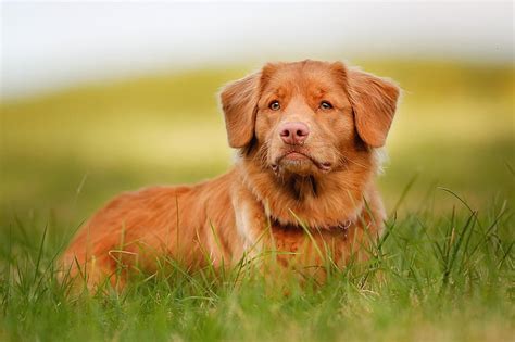 Hd Wallpaper Adult Brown Nova Scotia Duck Tolling Retriever Puppy