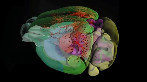 Allen Institute Boosts The Size Of Its Mouse Brain Cell Database
