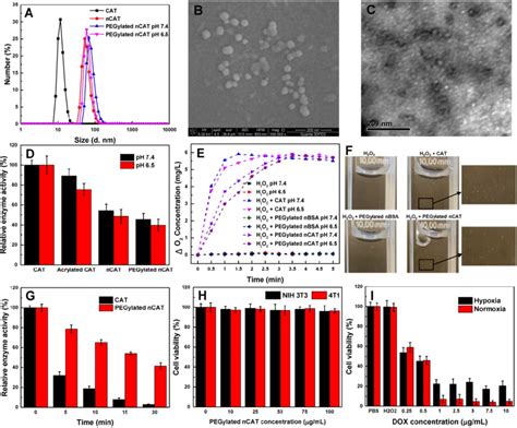 A Hydrodynamic Size Distribution Of Native Cat Ncat And Pegylated